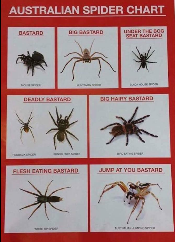 Australian spiders explained | Utopia, you are standing in it!